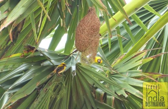 Forest Birds in Vasai-Virar - Travel India Destinations