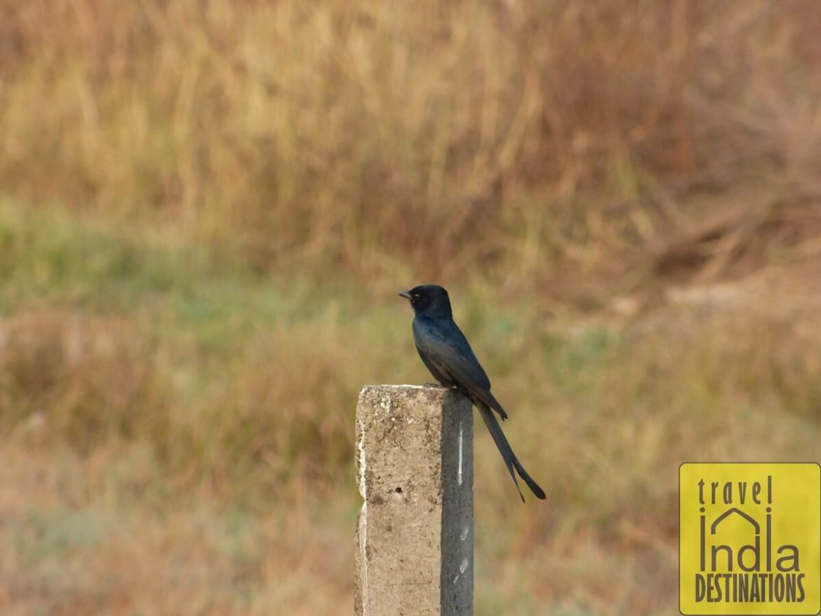 Forest Birds in Vasai-Virar - Travel India Destinations