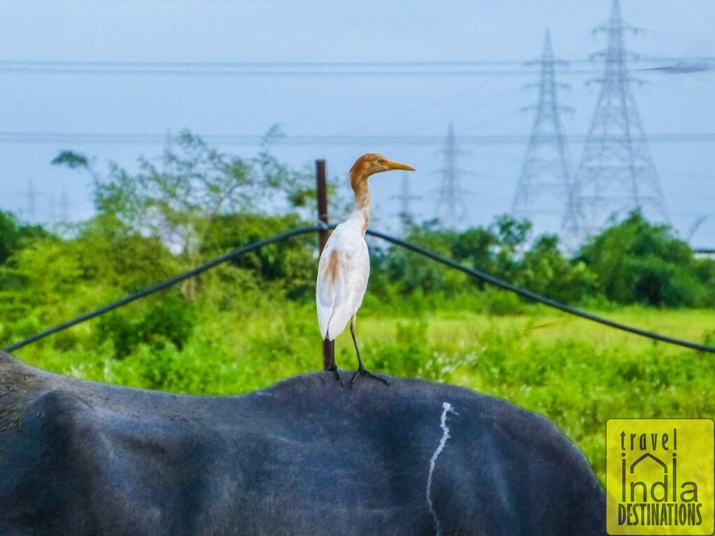 Aquatic Birds in Vasai-Virar - Travel India Destinations