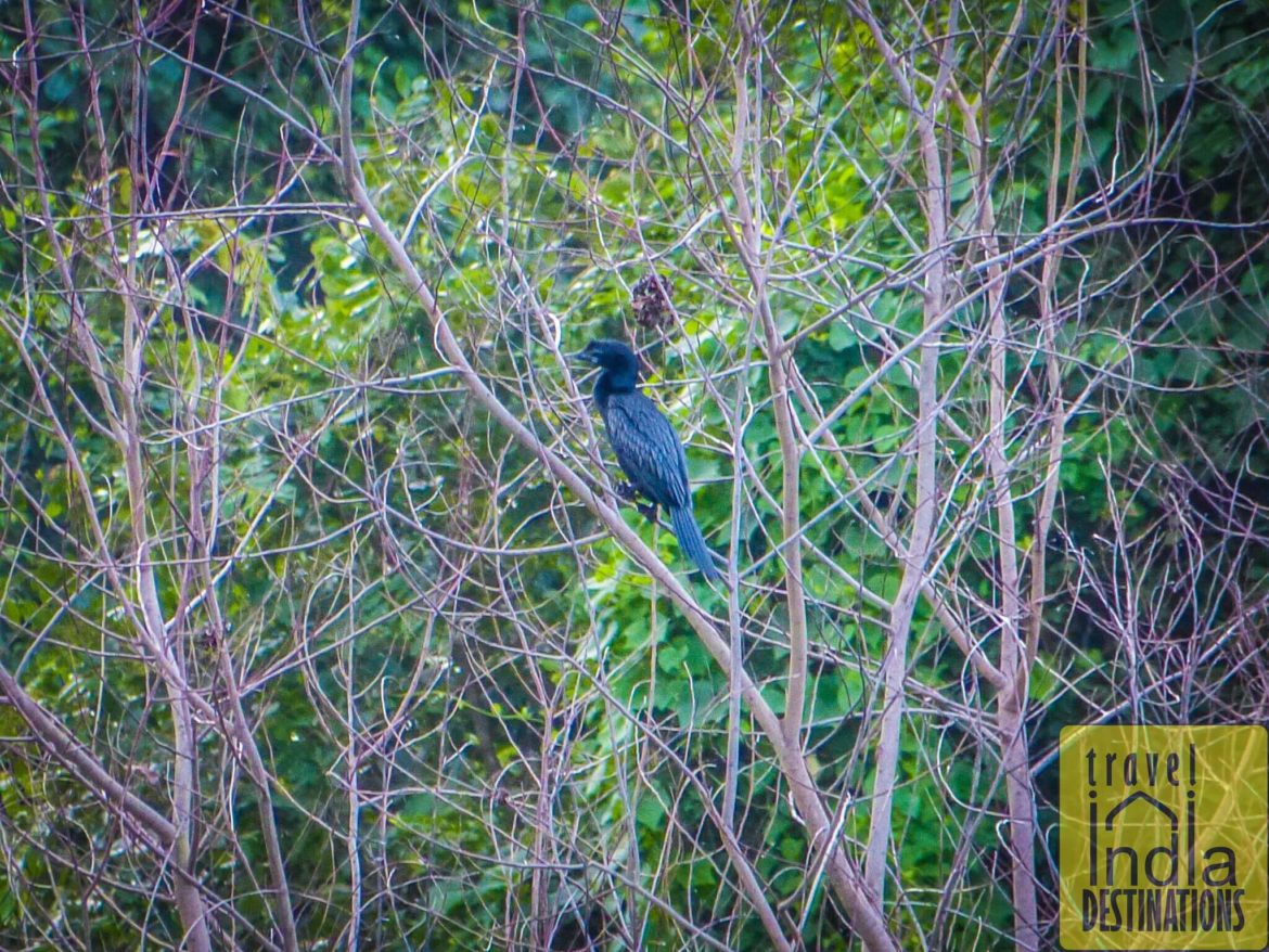 Aquatic Birds in Vasai-Virar - Travel India Destinations