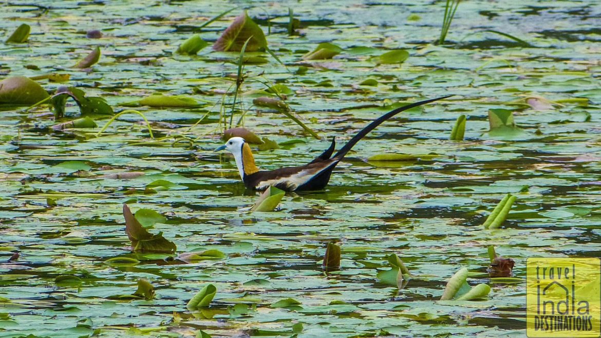 Aquatic Birds in Vasai-Virar - Travel India Destinations