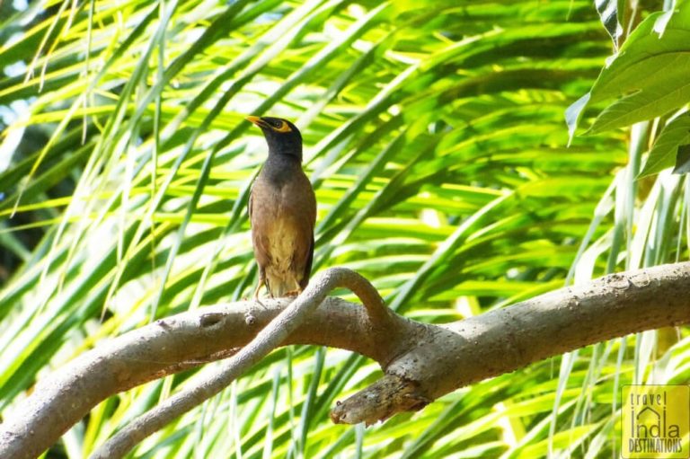 Garden Birds in Vasai-Virar - Travel India Destinations