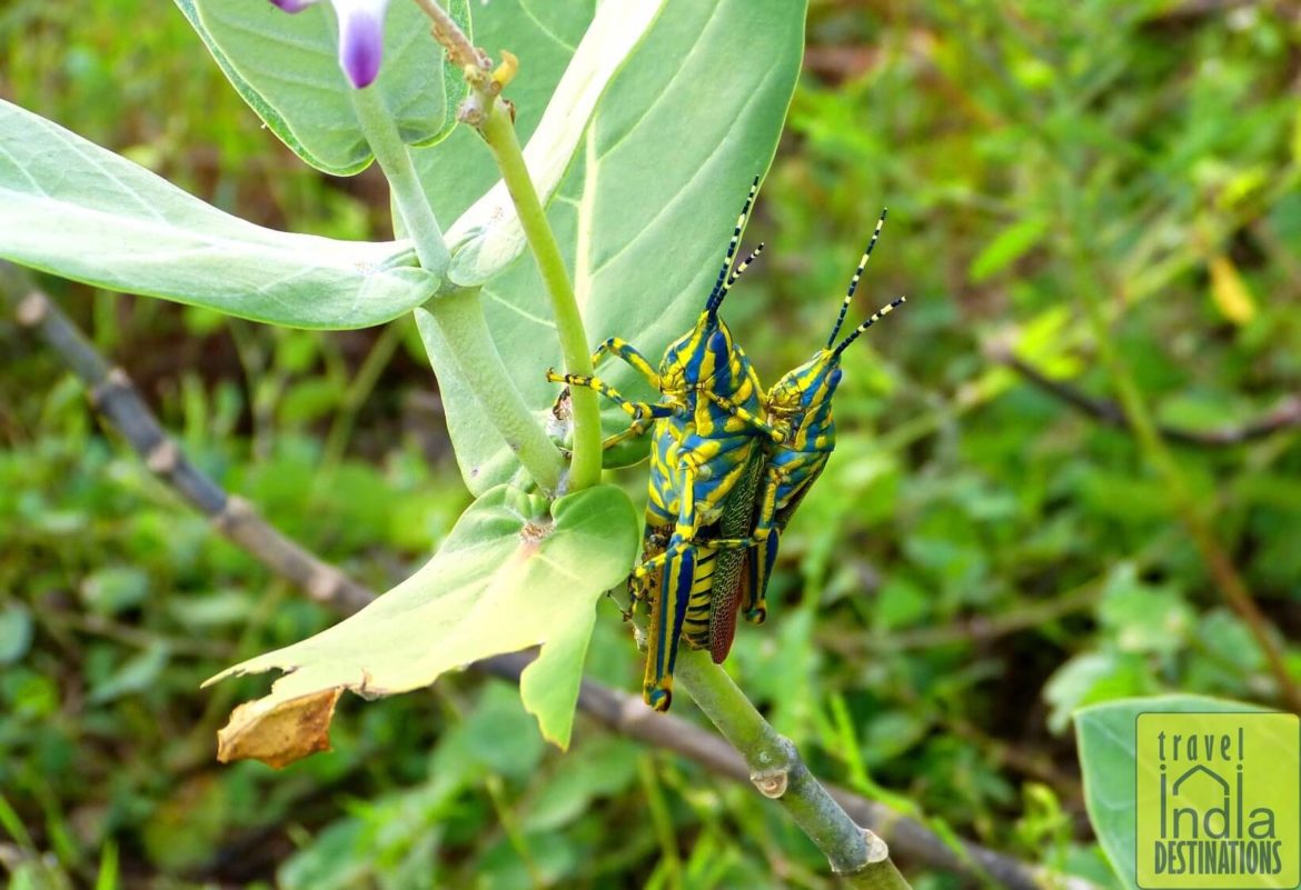 Amazing Monsoon Creatures in India - Travel India Destinations