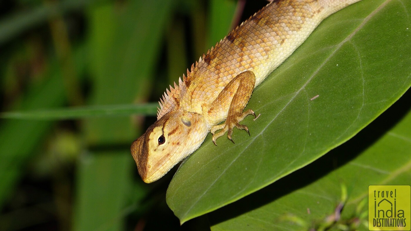 Amazing Monsoon Creatures in India - Travel India Destinations