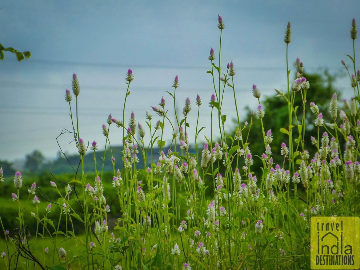 Exploring Nature During Monsoon - Travel India Destinations